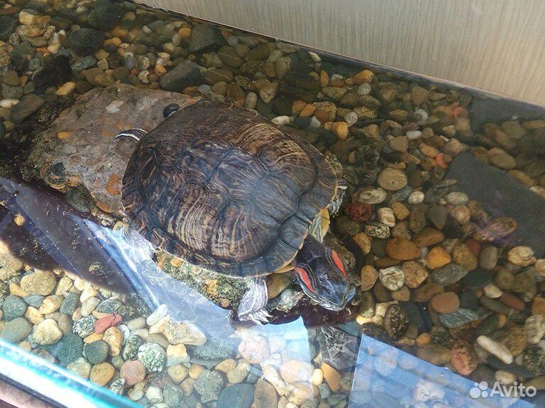 Черепаха + аквариум
