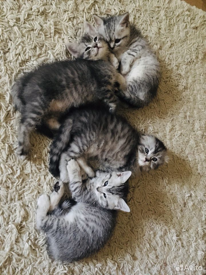 Британские котята
