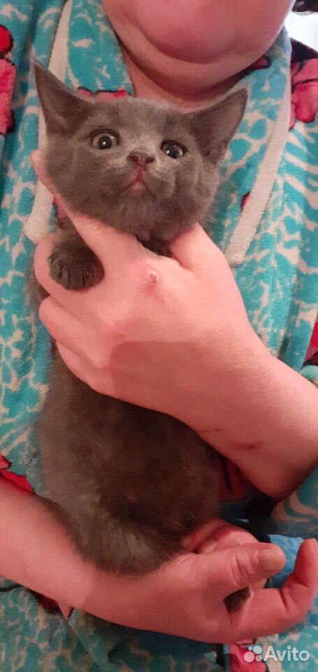 Котятки сиамской кошечки за шоколадку