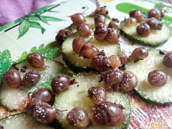 Улитки ахатины