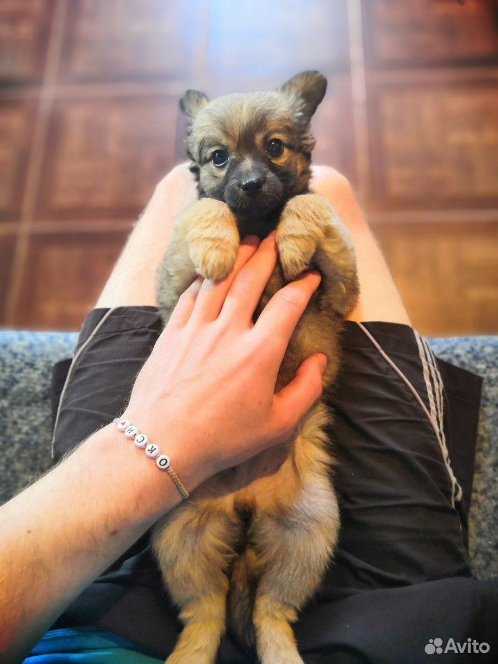 Щенок метиса