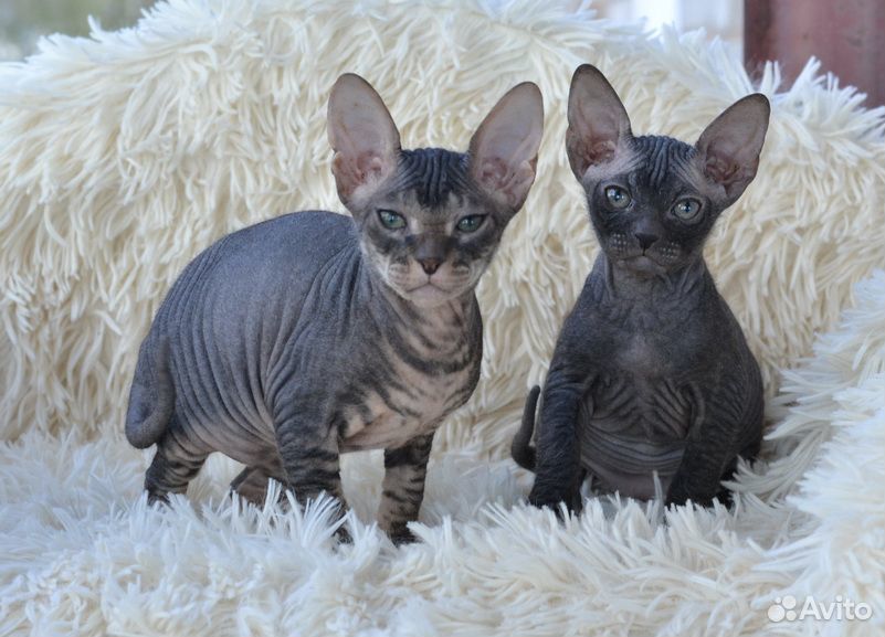 Кошечки донского сфинкса