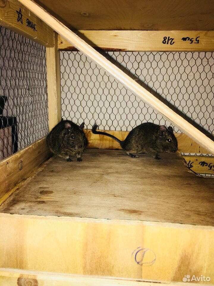 Белочки дегу