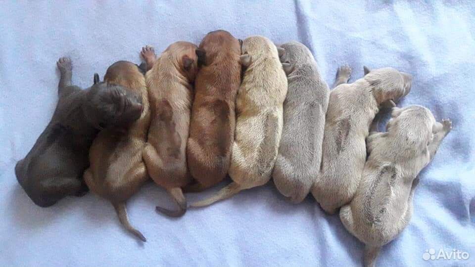 Самые красивые щенки тайского риджбека