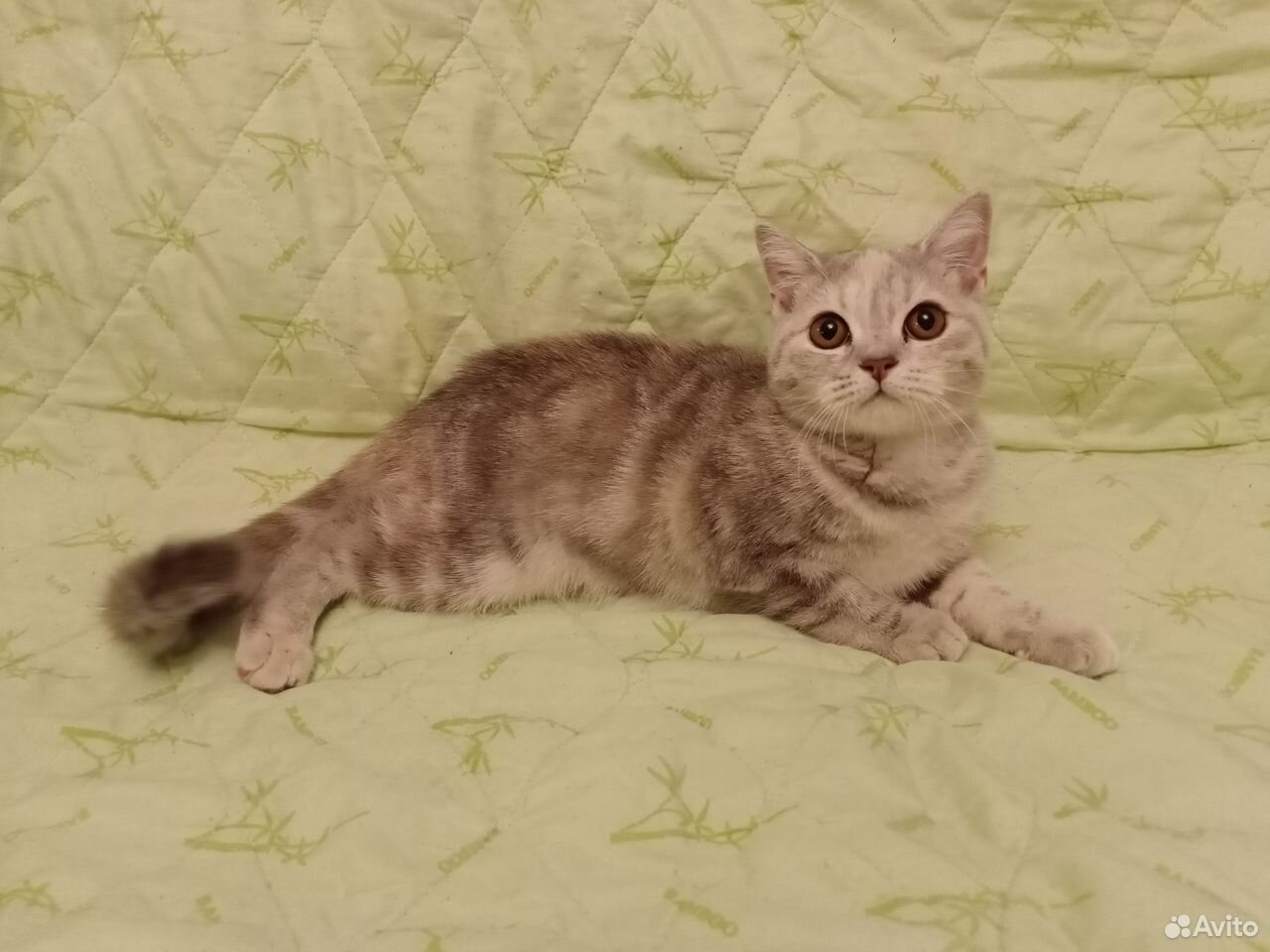 Шотландские котодетки