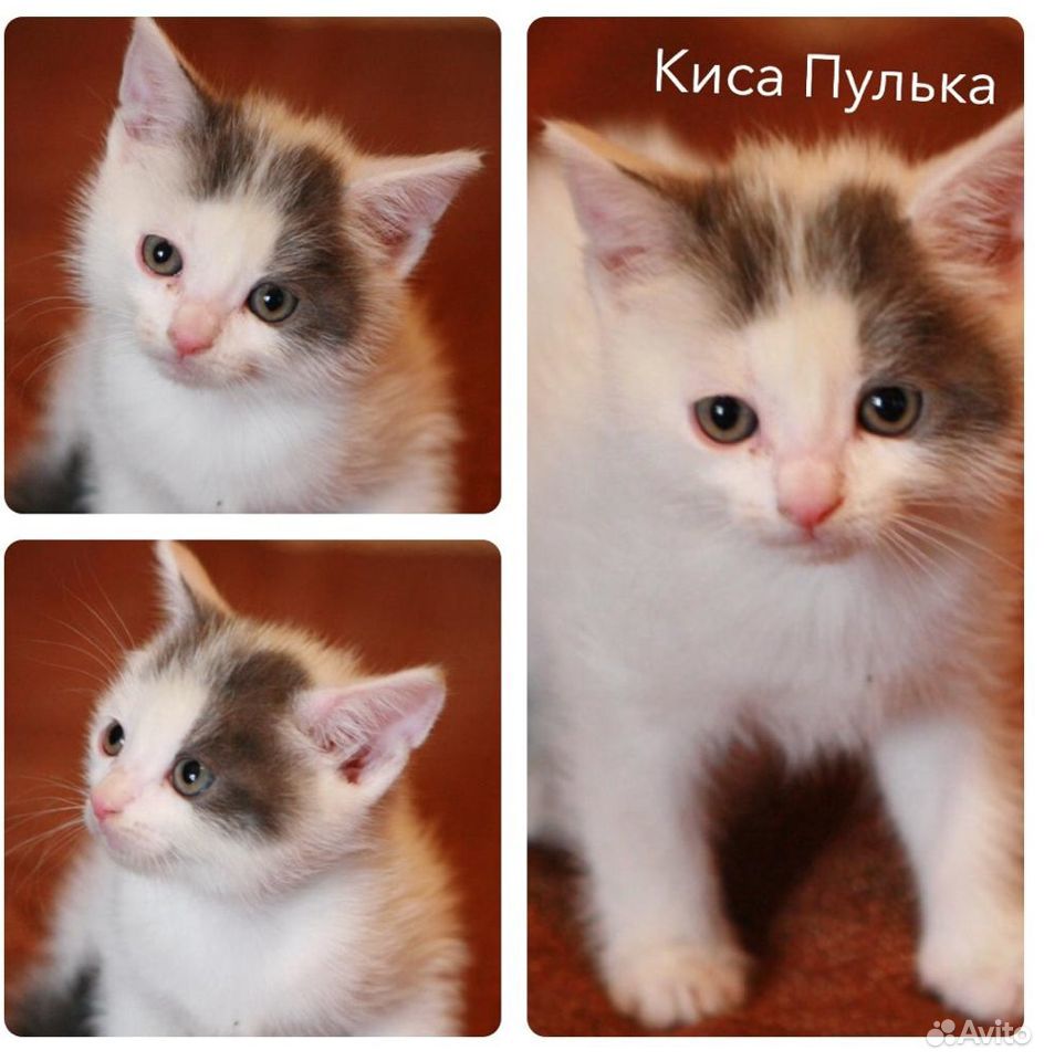Игривые, маленькие котята в добрые руки