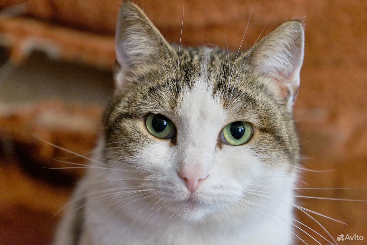 Кошка Катя ищет дом