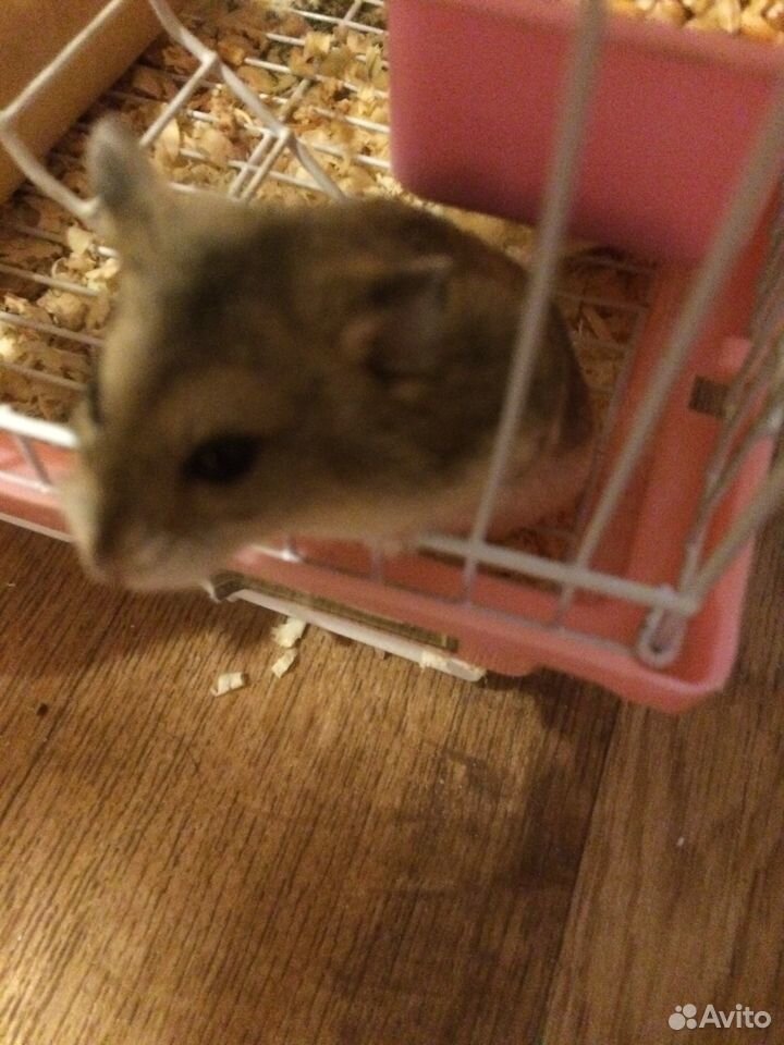 Джунгарский Хомячок