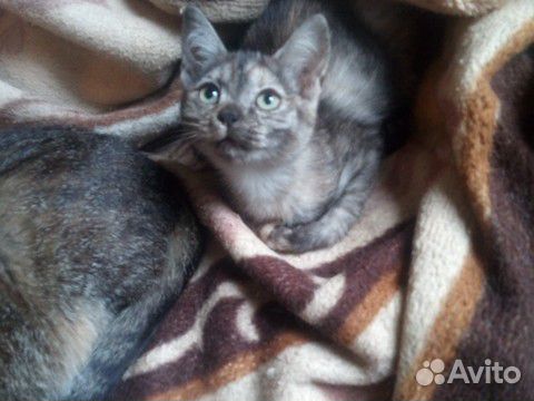 Котенок в хорошие руки