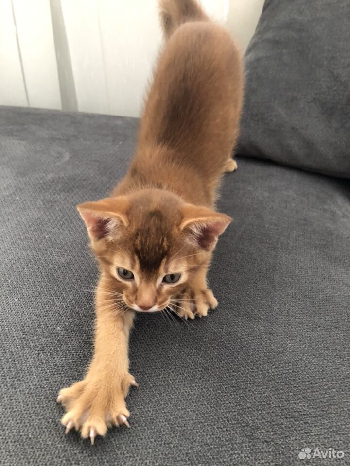 Абиссинский котенок