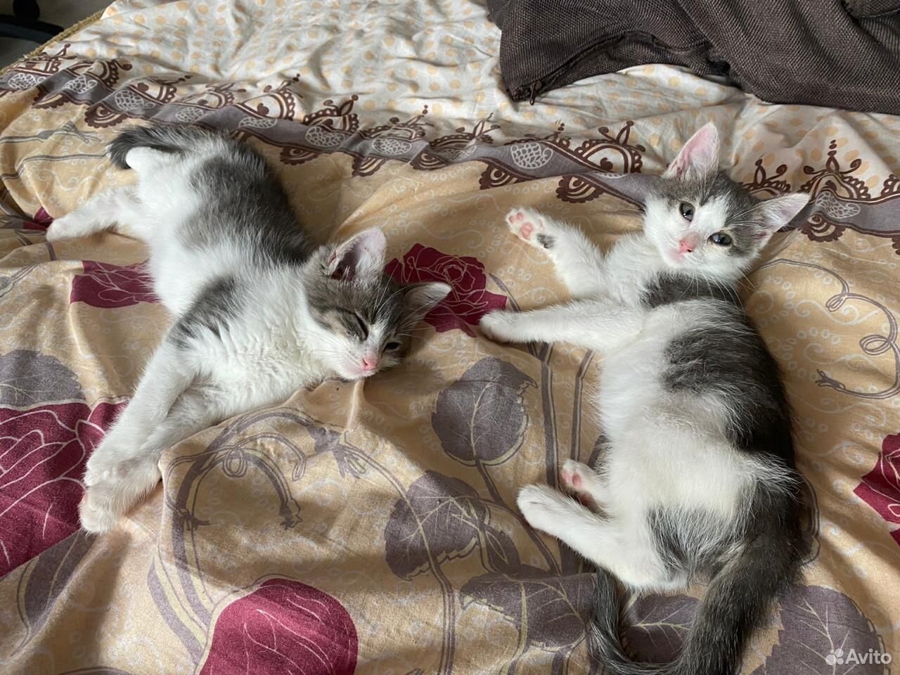 Котята