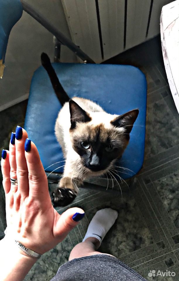 Породистые тайские котята