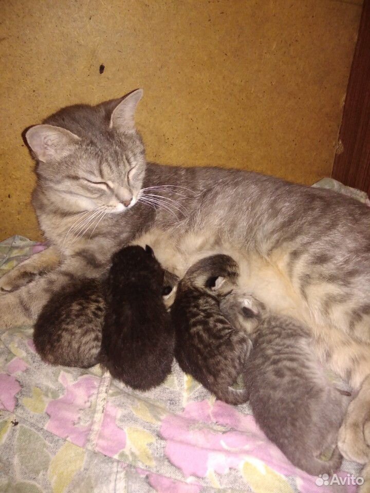 Котята, чуть больше месяца от мышеловки