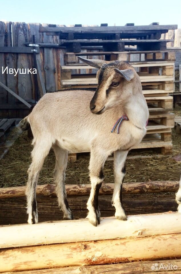 Козлята альпийские 100