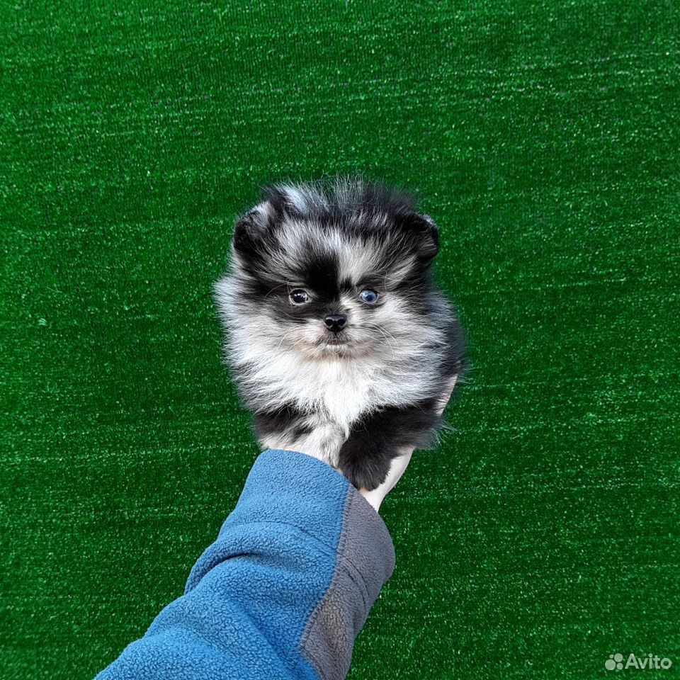 Мини малчик померанский шпиц мерль