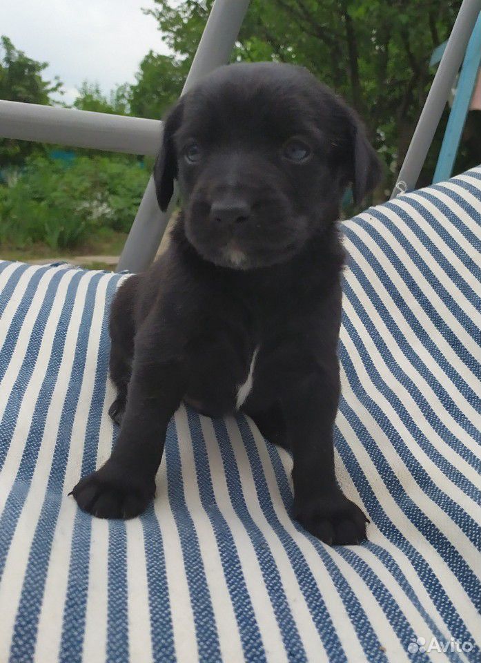 Замечательные щенки ищут добрые руки