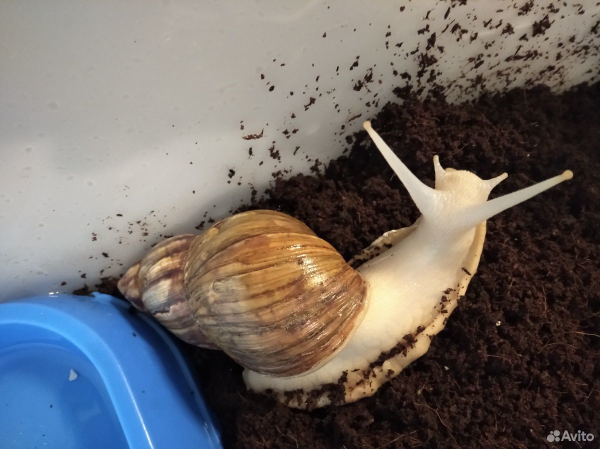 Большая Улитка ахатина