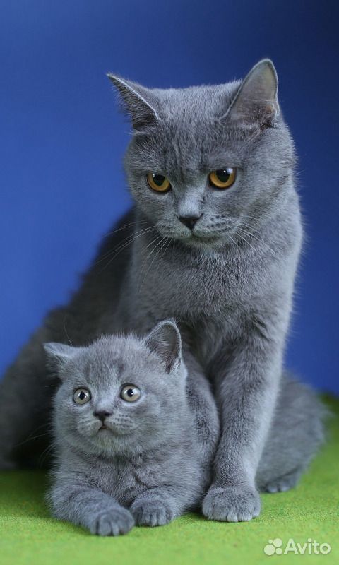Британские котята