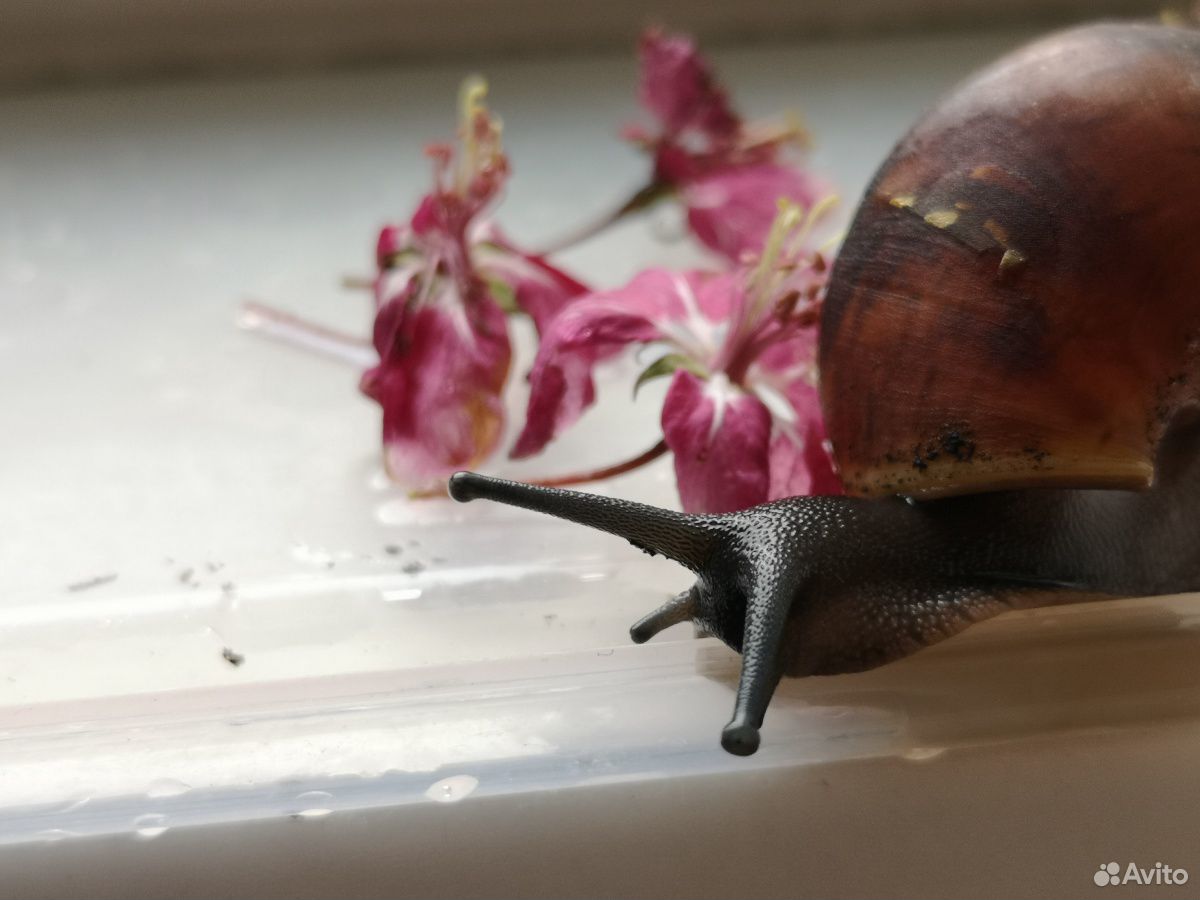 Улитка архахатина маргината маргината