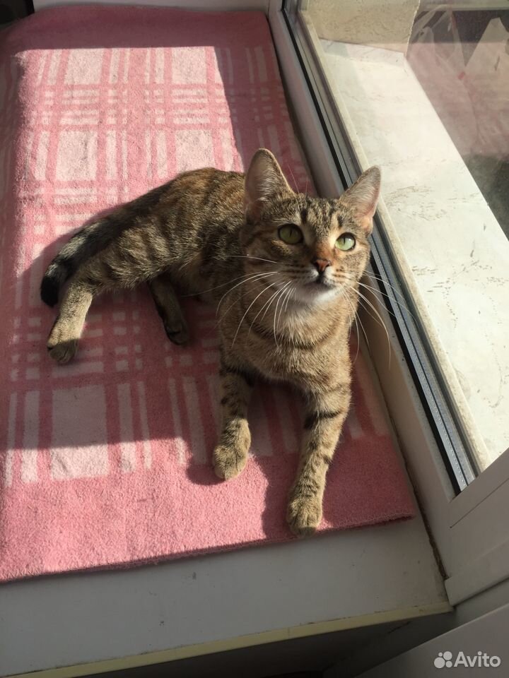 В добрые руки