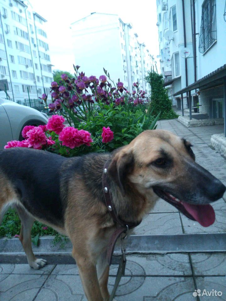 Дина ищет Семью