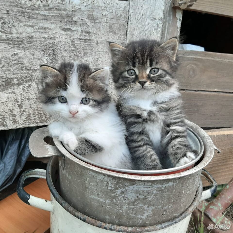 Котята-крысоловы