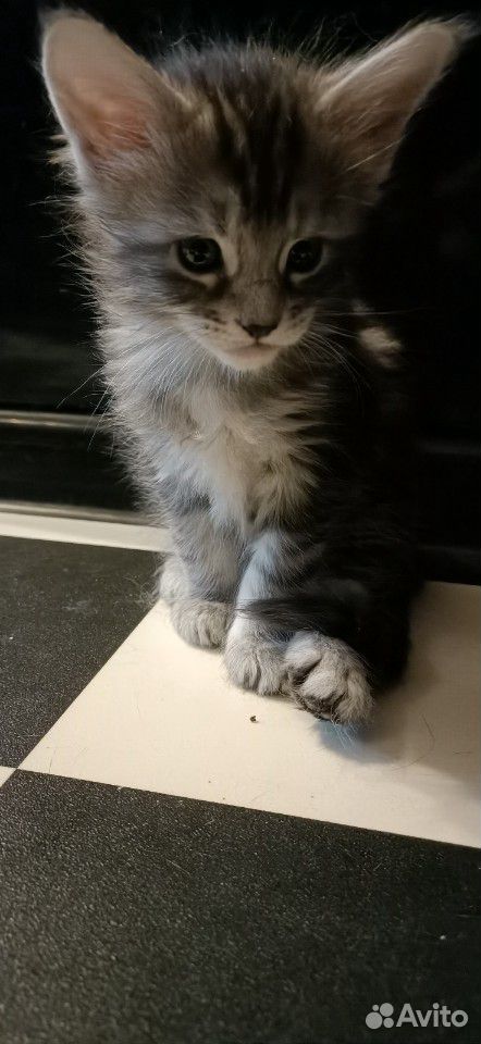 Котята Майнкун