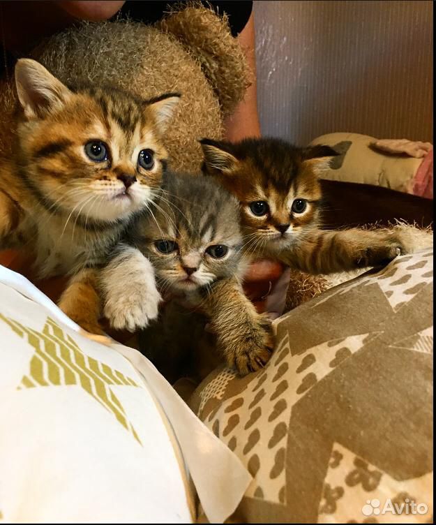 Британские котята