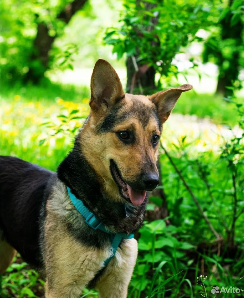 Ласковая и преданная Элис