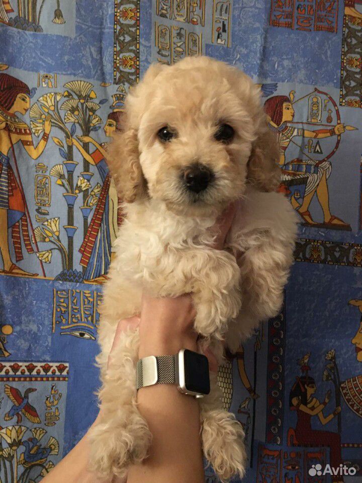 Мальтипу мальчик стандарт крем-брюле