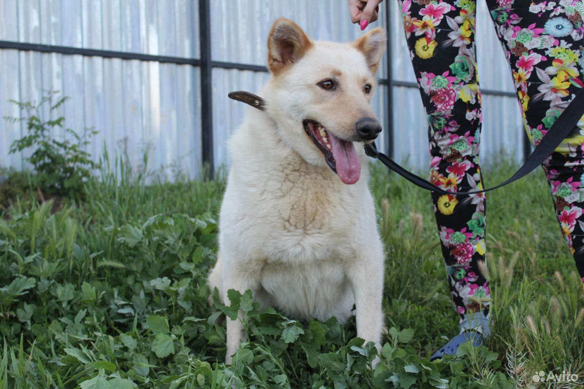 Добрый кобель в добрые руки