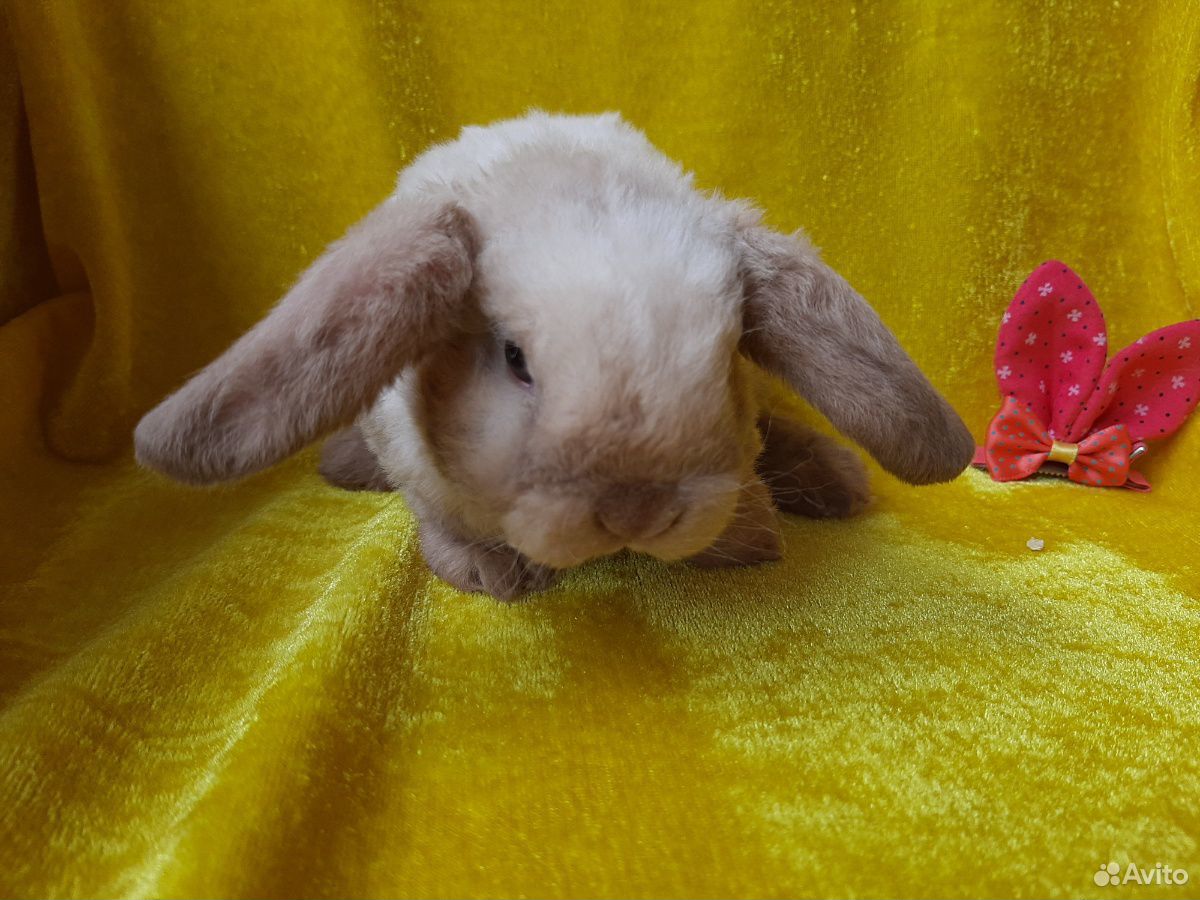 Декоративные карликовые кролики