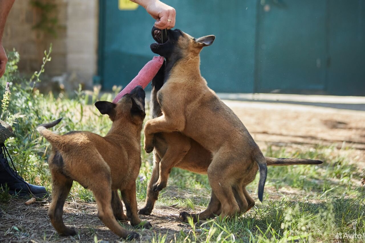 Продам щенков Малинуа (Бельгийская овчарка)