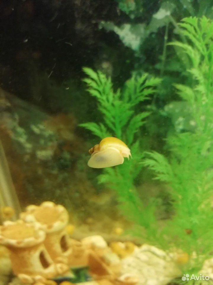 Улитка Ампулия аквариумная