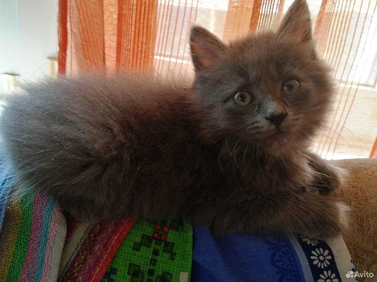 Сибирский котенок продам