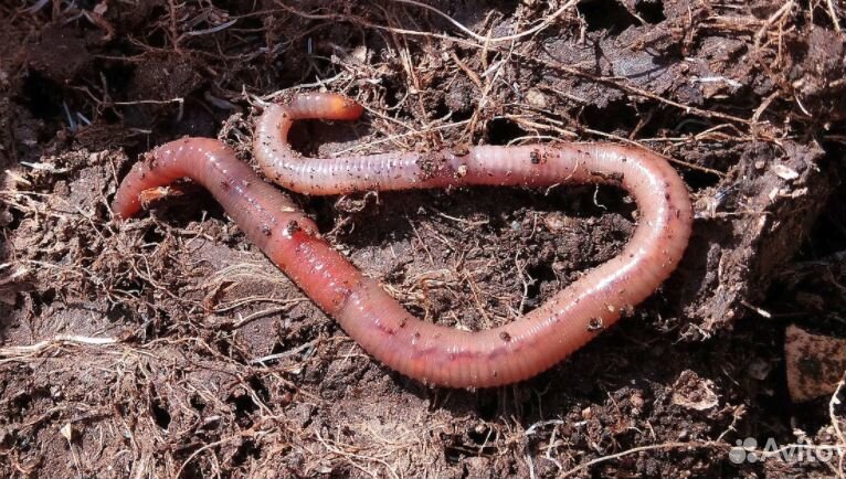 Калифорнийские черви от производителя