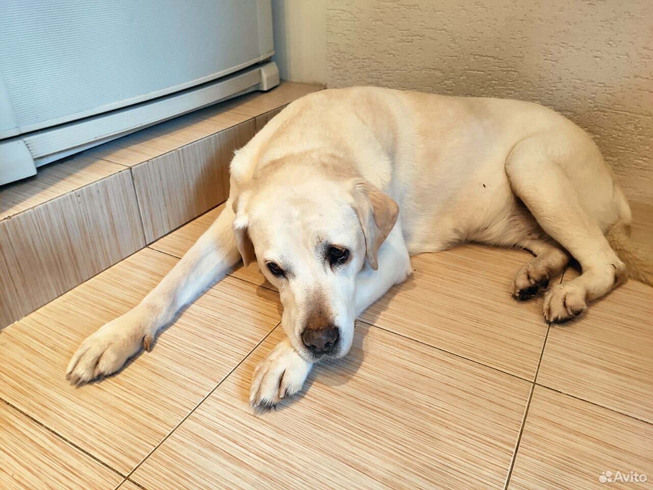 Найден лабрадор