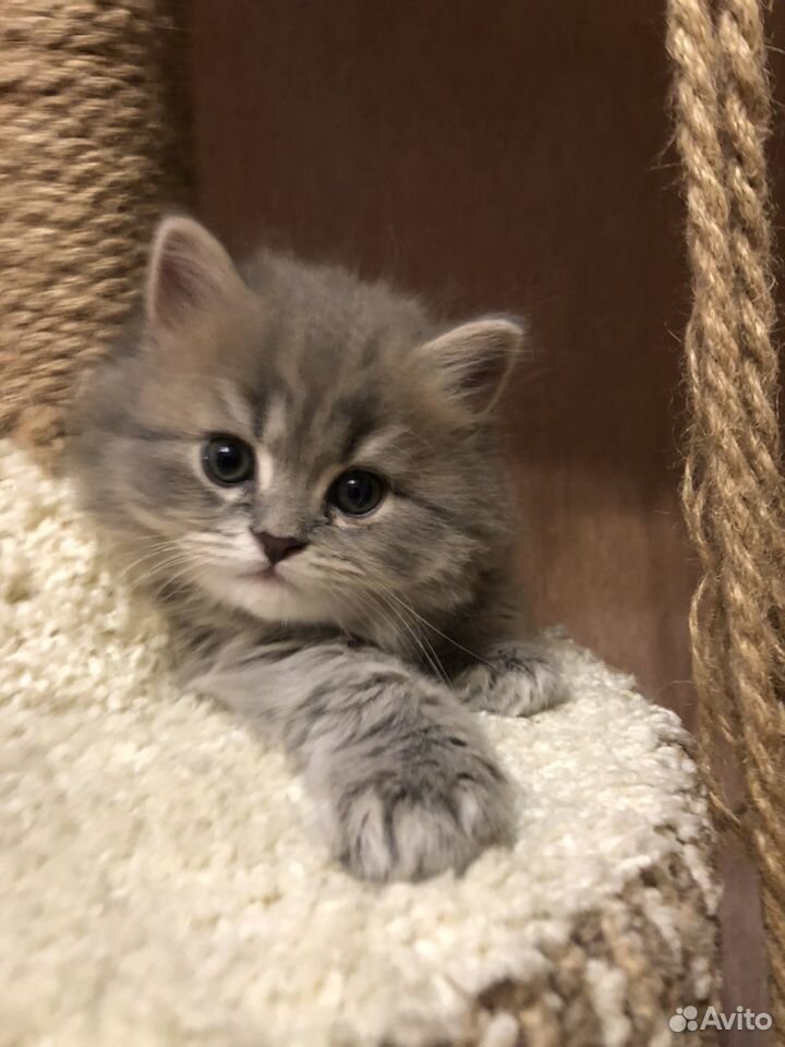 Шотландский котенок