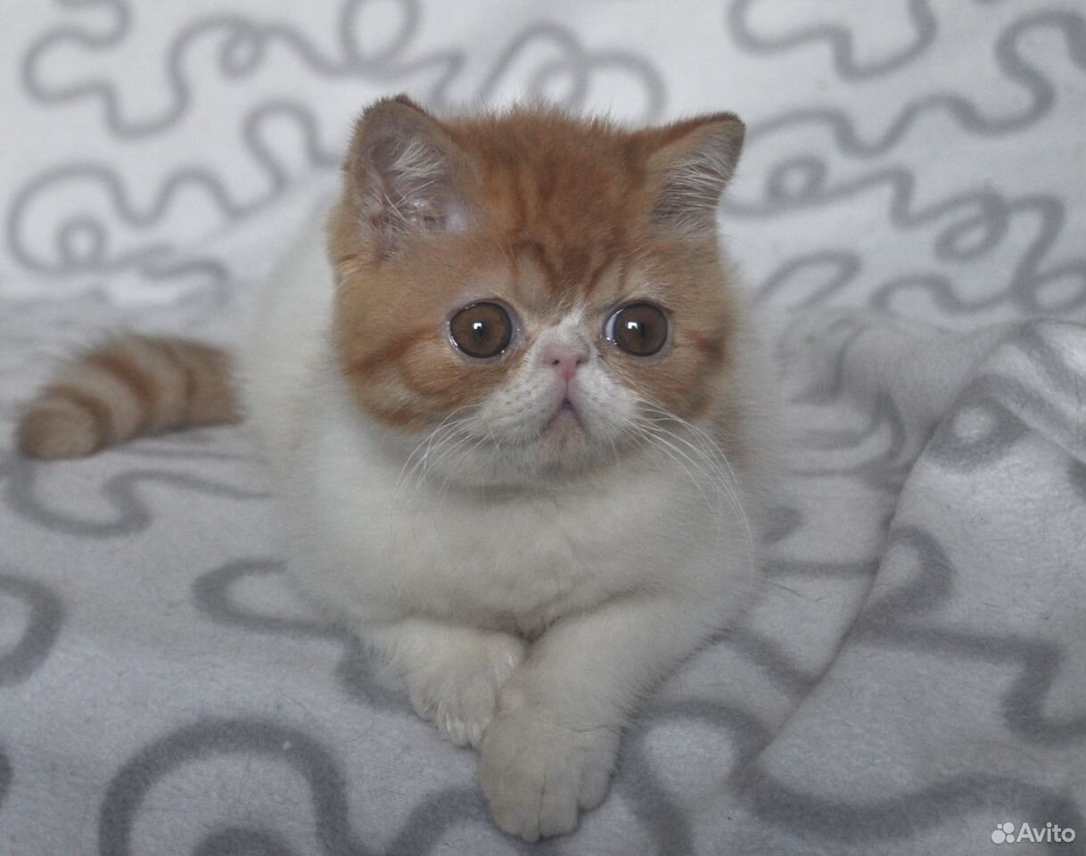 Котик Экзот