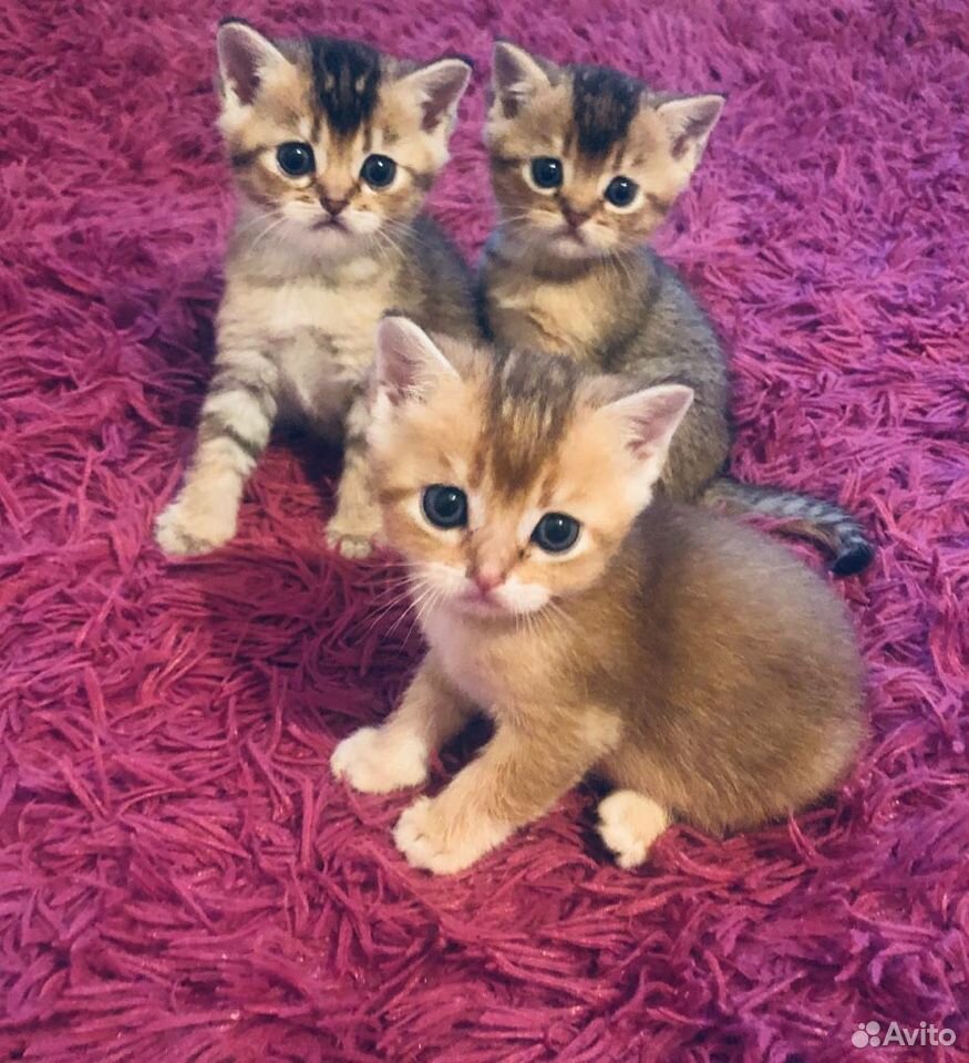 Котята