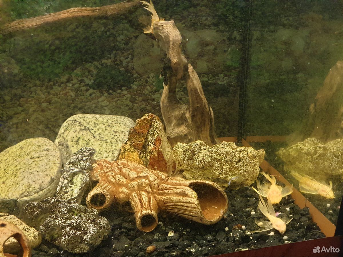 Аквариум 90 литров с тумбой, рыбками и всем содерж