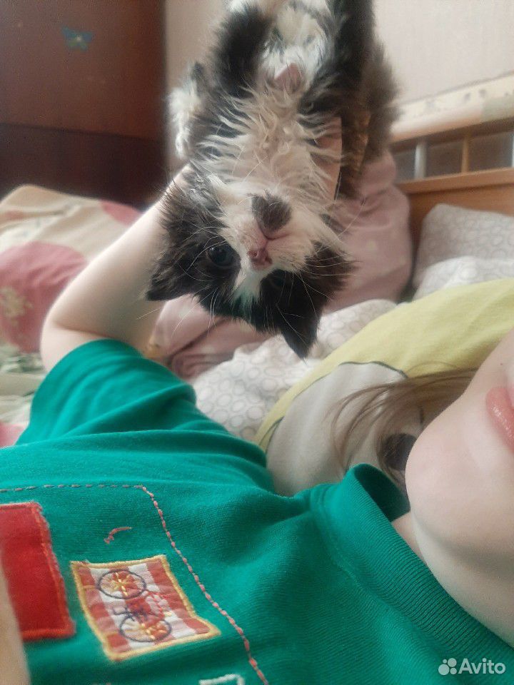 Пушистый кот с кисточкой на хвостике