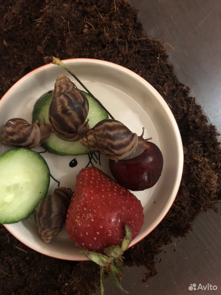 Ахатины с террариумом бесплатно