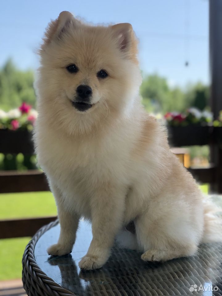 Шпиц ищет подружку для вязки Шикарная родословная