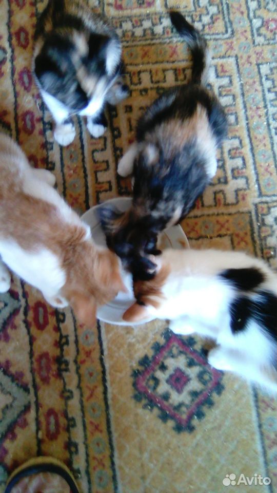 Трёхцветные котята