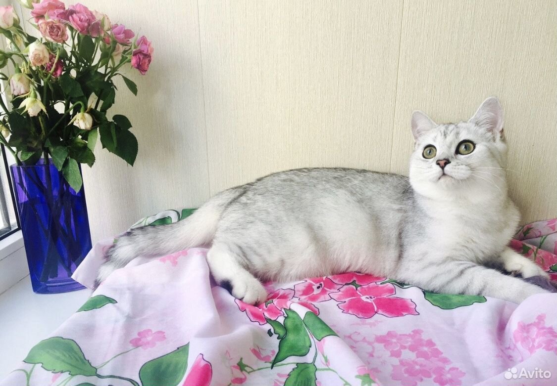 Ищем шотландского вислоухого кота для вязки