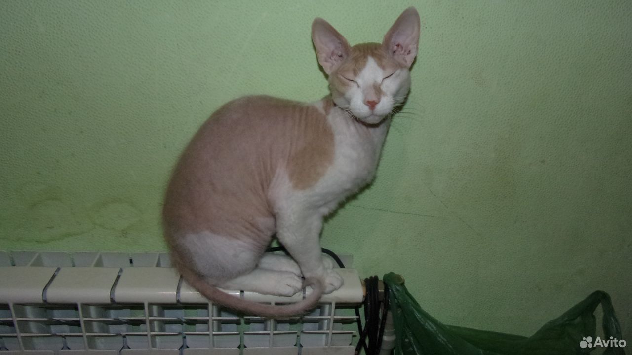 Лечебный Сфинкс