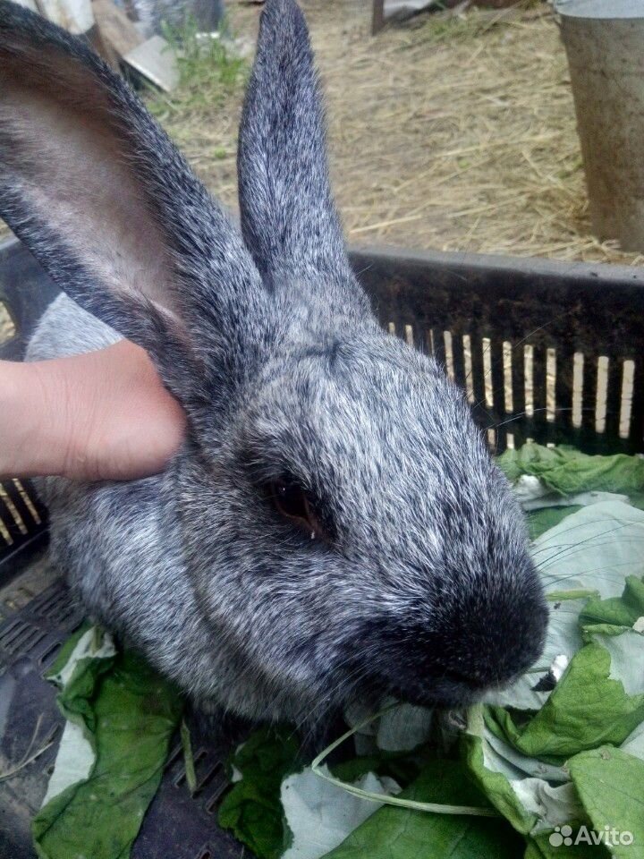 Полтавское серебро, крол