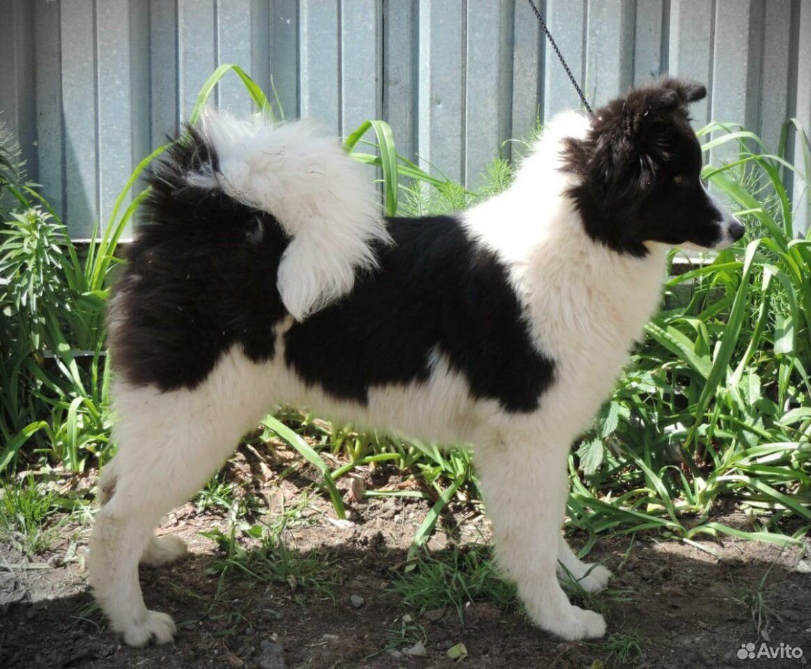 Девочка Якутской лайки