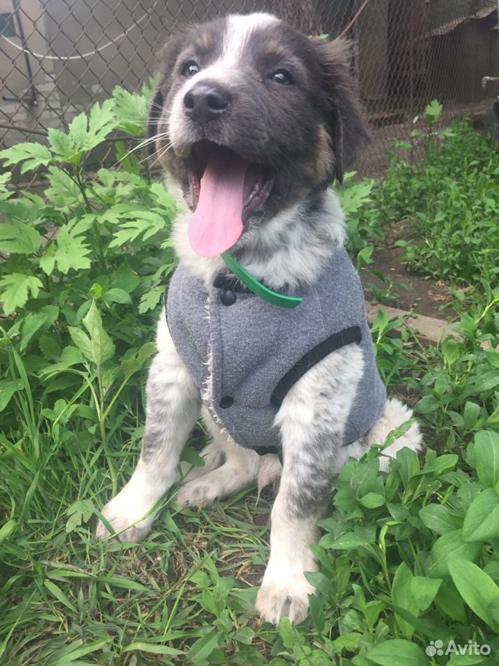 Собака Тобик